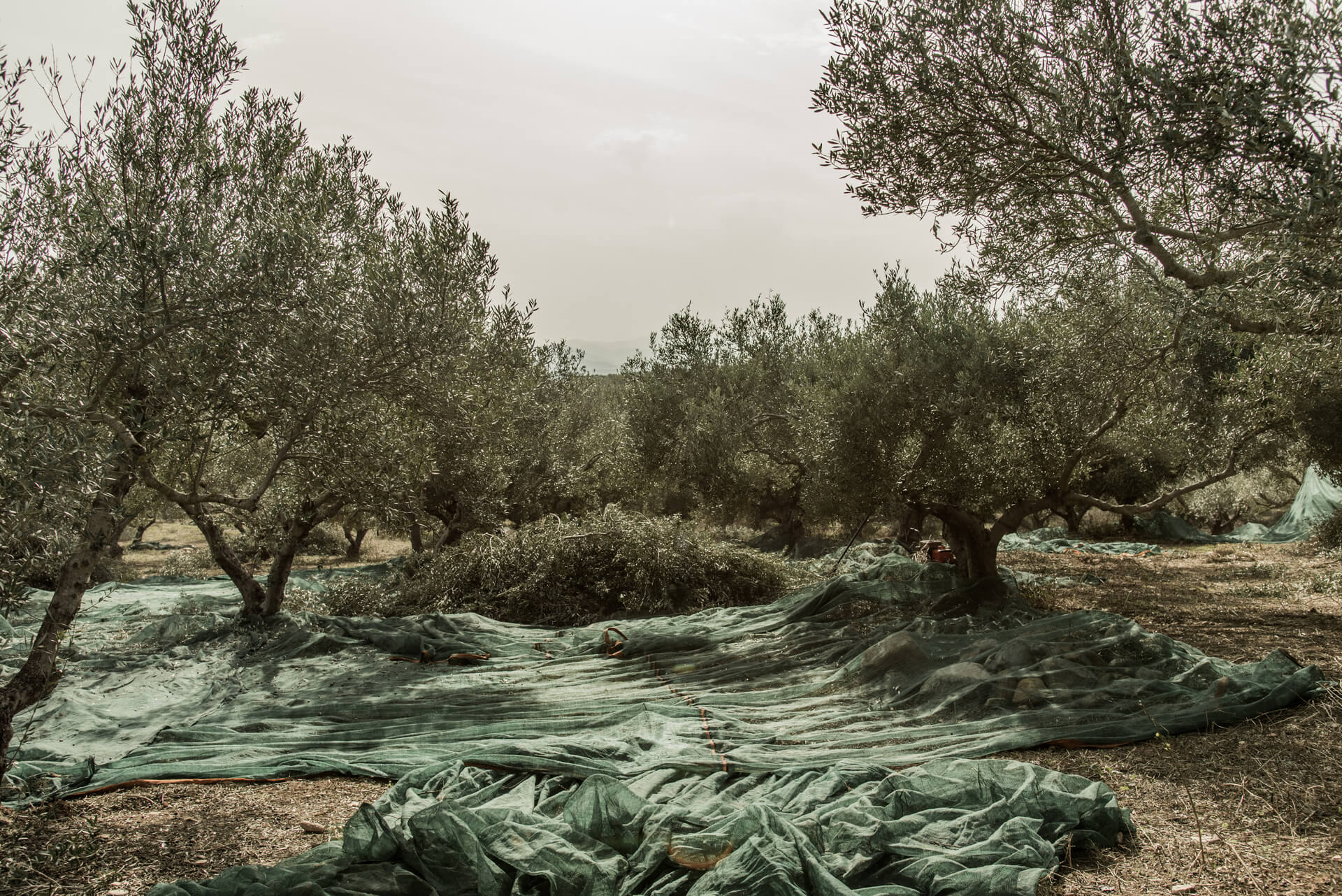 Αγροτικός Συνεταιρισμός Χανίων - Αγροτικός Συνεταιρισμός Χανίων