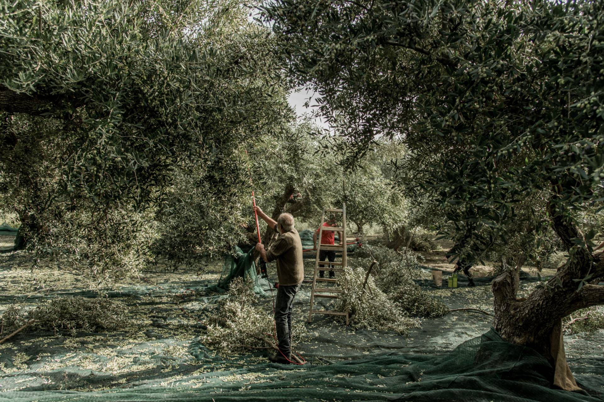 Οργάνωση Παραγωγών - Αγροτικός Συνεταιρισμός Χανίων